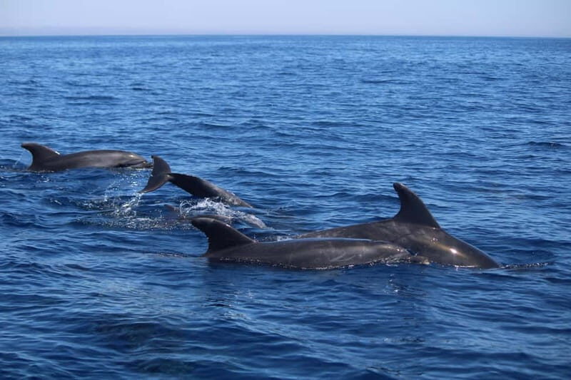 Faro: Funtastic Dolphin Watching Boat Tour - The Value of This Marine Expedition