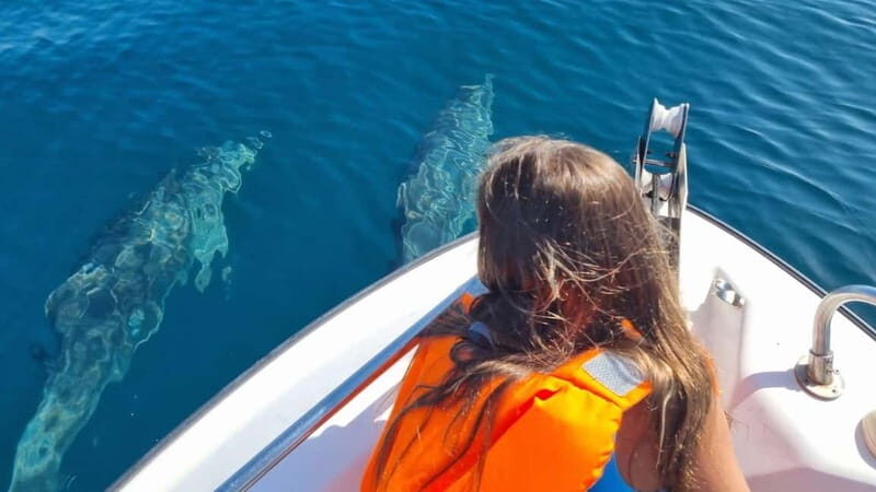 Faro: Funtastic Dolphin Watching Boat Tour - Final Thoughts