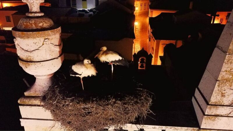 Faro: Night Segway Tour with Cocktails - FAQ