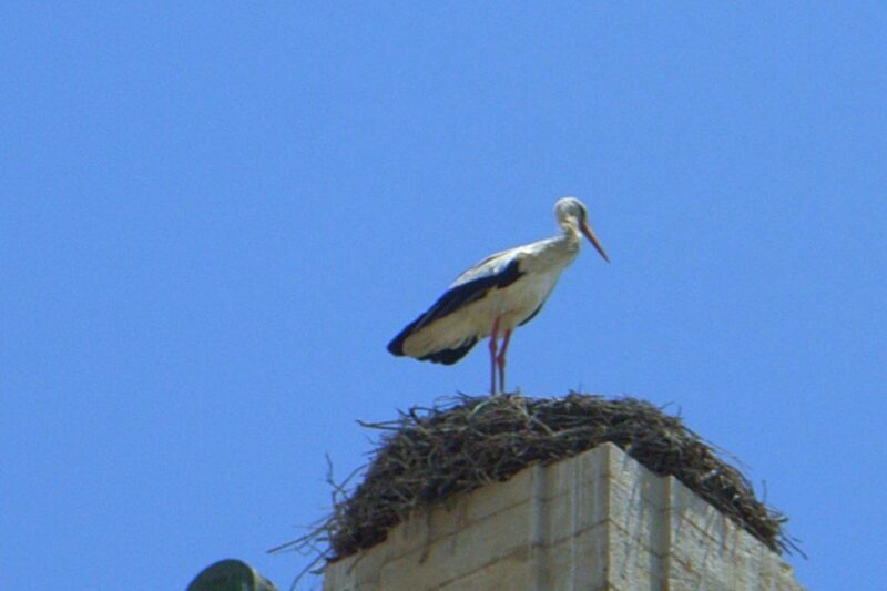 Faro Private Walking Tour - Introduction