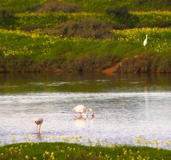 Faro: Pudim Real Boat Tours 6h guided boat tour Ria Formosa - The Benefits & Downsides