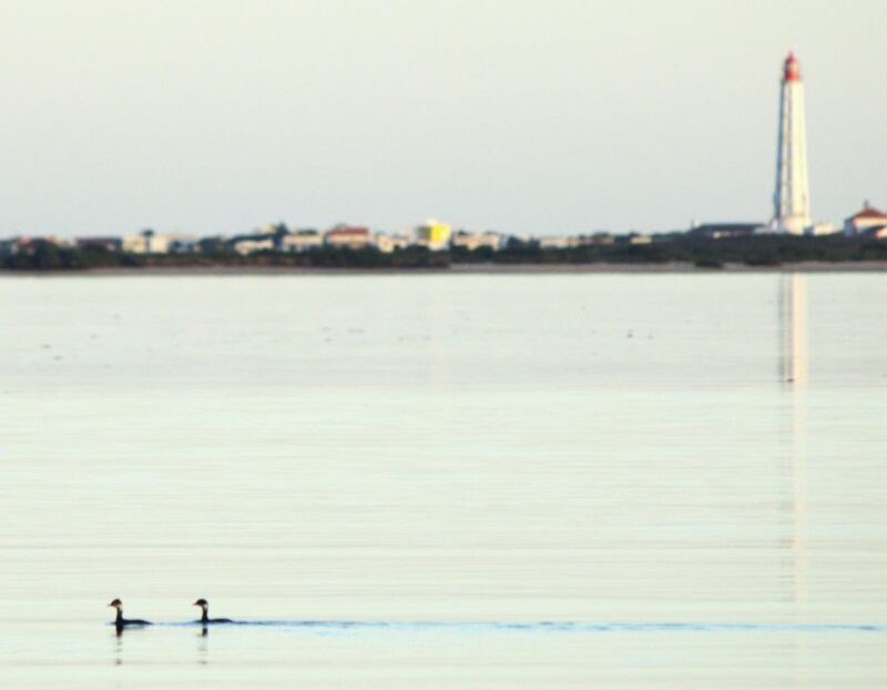 Faro: Pudim Real Boat Tours 6h guided boat tour Ria Formosa - Final Thoughts
