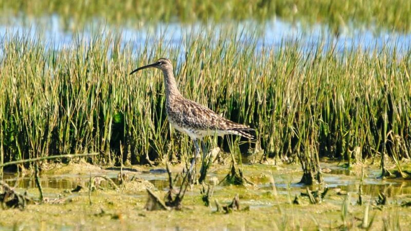 Faro: Ria Formosa Eco Birdwatching Boat Tour - Who Is This Tour Best For?