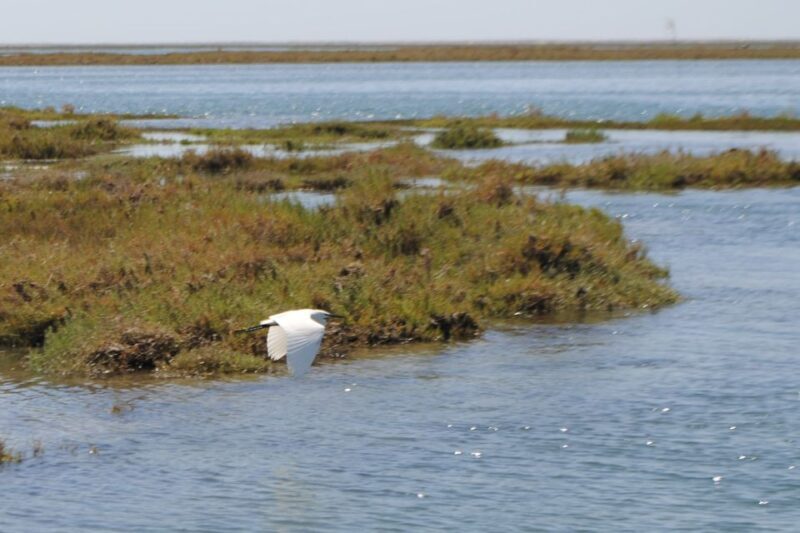 Faro: Ria Formosa Lagoon Small Boat Tour with Local Guide - An Authentic and Well-Organized Tour