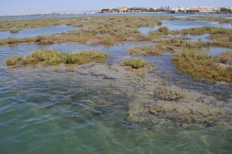 Faro: Ria Formosa Lagoon Small Boat Tour with Local Guide - Why This Tour Is a Smart Choice
