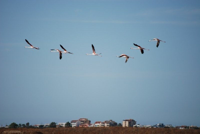 Faro: Ria Formosa Natural Park Segway Tour & Birdwatching - Key Points