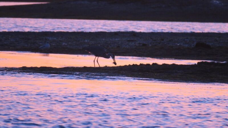 Faro: Ria Formosa Sunset Boat Tour - Key Points