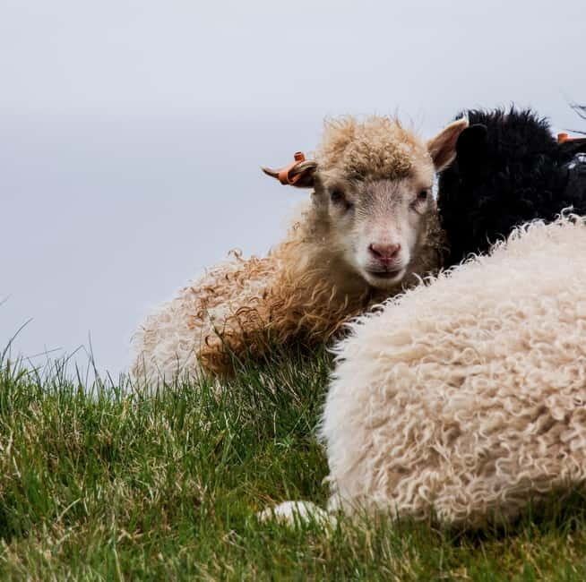 Faroe Islands : Guided Nature Tour of Faroe Islands - Who Will Love This Tour?
