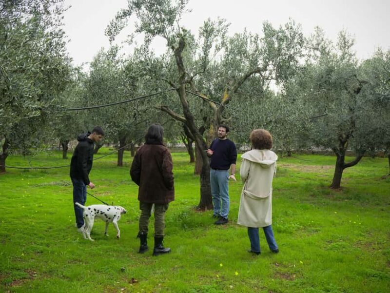 Fasano: Olive Oil Tour With Tasting and Food Pairing - Key Points