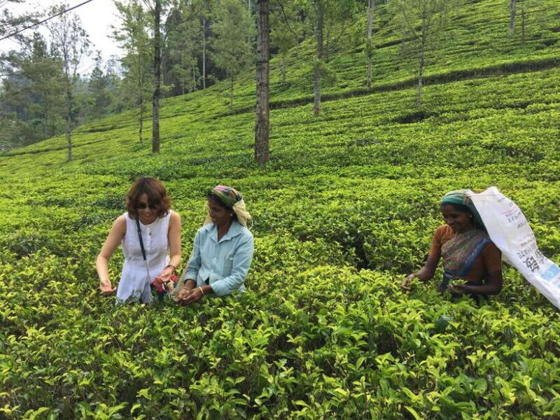 Fascinating Tours in Sri Lanka - Authentic and Cultural Focus