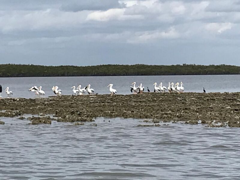 Fast and More 60 minute Airboat Tour on the Homosassa River - The Value of the Experience