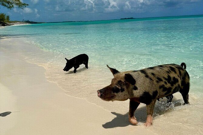Fast Track Swimming Pigs Encounter - Who Will Love This Tour?