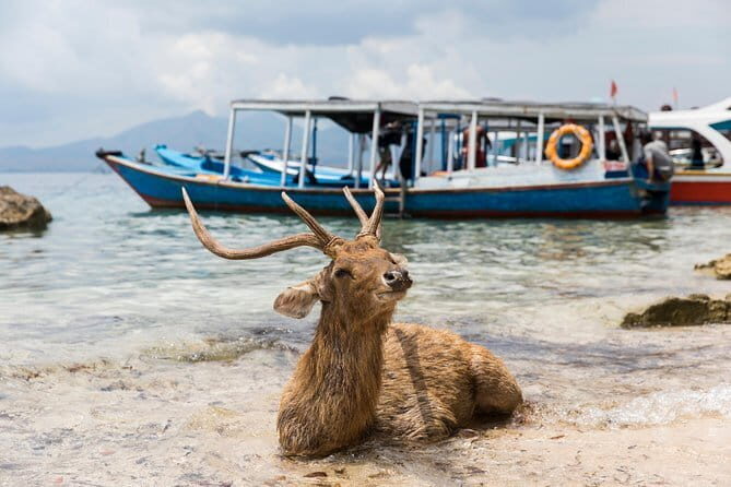 Fastboat to Gili Trawangan or Gili Air - Final Thoughts: Is This Tour Worth Your Time and Money?
