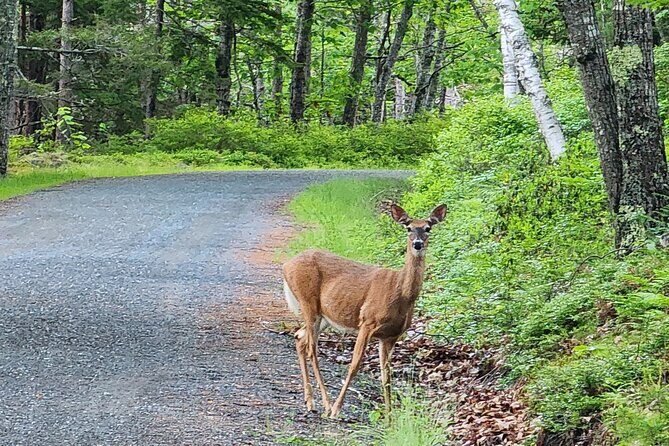 Fat Tire E-Bike Rental in Bar Harbor - What Do the Reviews Say?
