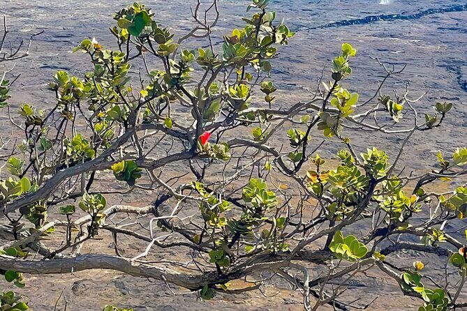 Fat Tire E-Bike Tour for Cruise Guests - Volcanoes National Park - Authentic Experiences and Authenticity