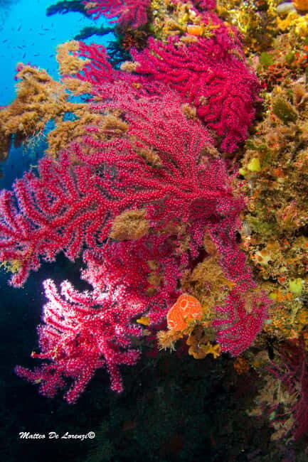 Favignana: Baptism of the sea - Scuba diving trial - FAQ