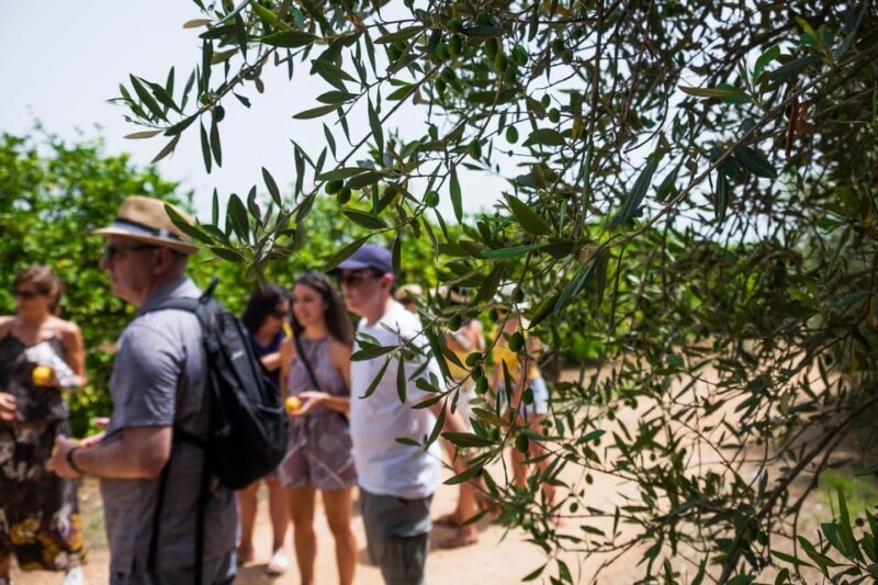 Favola Lemon tour and olive oil Tasting in Syracuse - Key Points