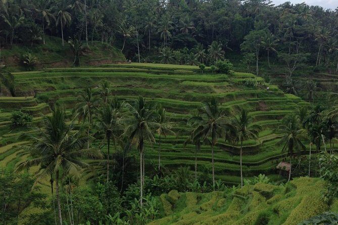 Favorite Sites of Ubud Daytrip - Value for Money and Overall Experience