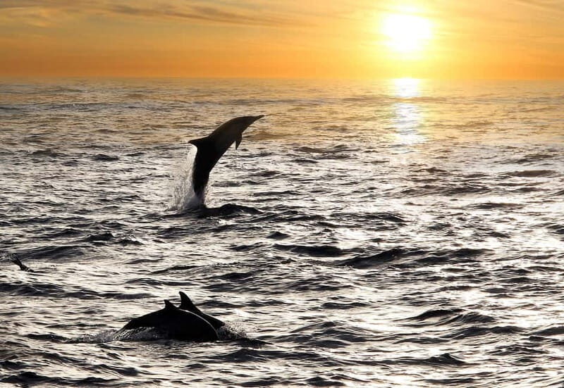 Fazana: Dolphin Finder in Brijuni islands Safari with Dinner - Authentic Traveler Feedback & Insights