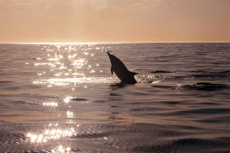 Fazana: Dolphin Finder in Brijuni islands Safari with Dinner - Who Will Love This Tour?