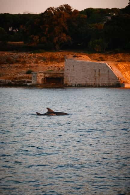 Fazana: Dolphin/Sunset Tour - What’s Included & Practicalities