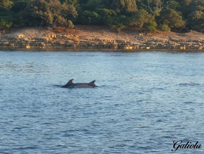 Fazana: Dolphin/Sunset Tour - The Value Proposition