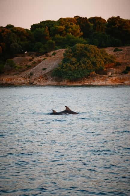 Fazana: Dolphin/Sunset Tour - Who Should Consider This Tour?