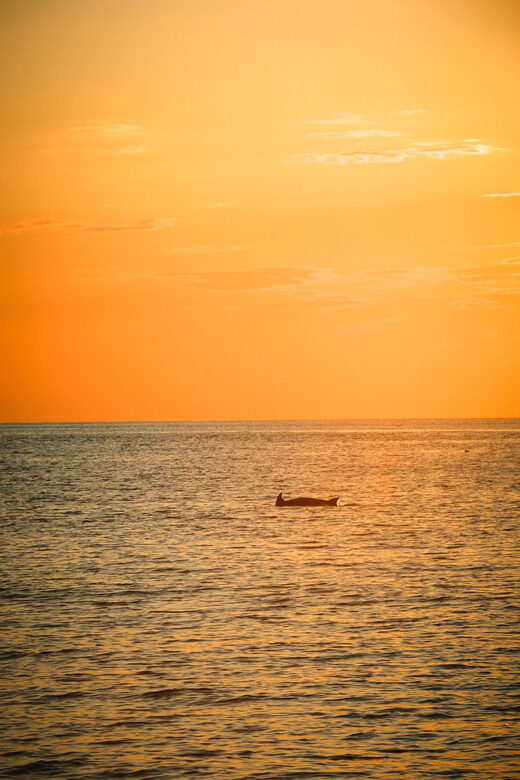 Fazana: Dolphin/Sunset Tour - FAQ