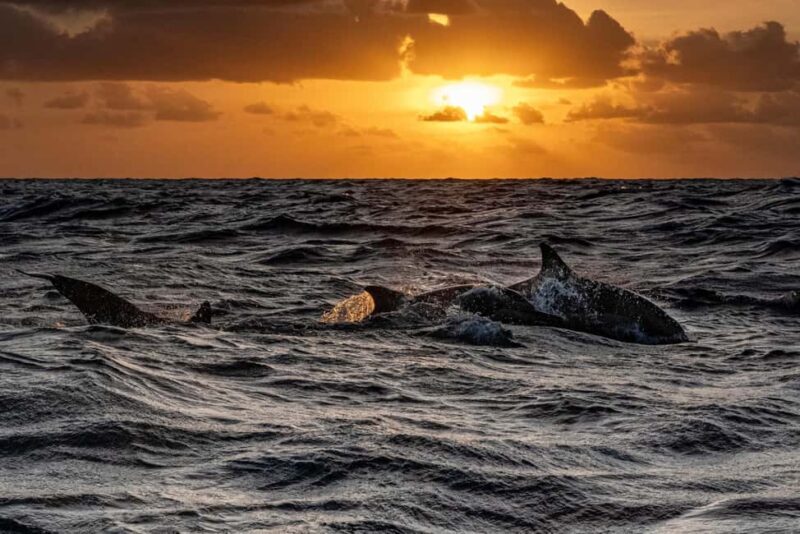 Fazana: Eco Friendly Brijuni Dolphins with Dinner & Drinks - Post-Sunset Return & Reflection