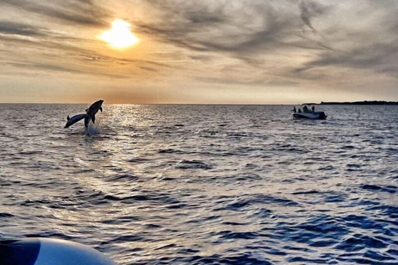 Fazana: Guided Dolphin Watching Sightseeing Cruise at Sunset - A Complete Guide to the Fazana Sunset Dolphin Watching Cruise