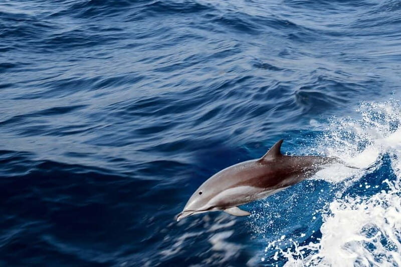 FAZANA Koralj Boat Tour Galebove stijene-NP Brijuni - Why You Might Love This Tour