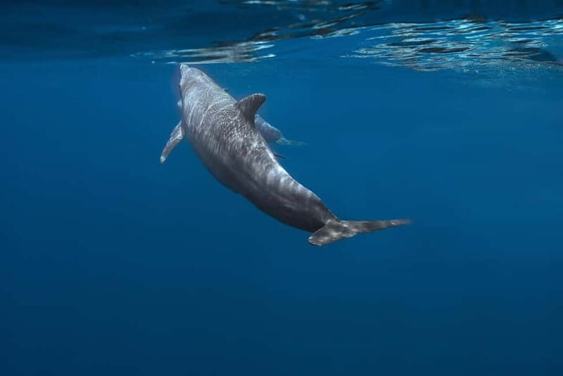FAZANA Koralj DOLPHIN Boat Tour NP Brijuni - FAQ
