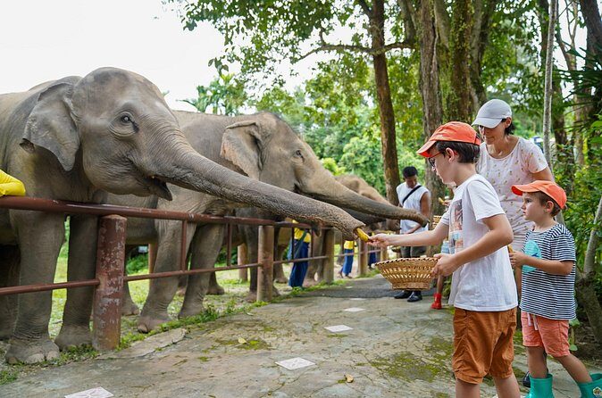 Feed Me Banana Elephant Experience Short Activity - Who Should Consider This Experience?