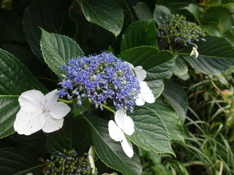 Feel the volcano by trekking at Mt.Mihara - FAQ