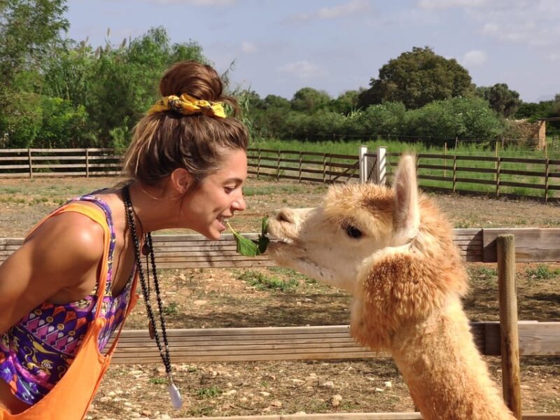 Felanitx, Mallorca: Alpacas Close-Up Experience - Key Points