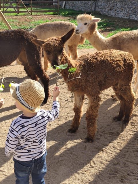 Felanitx, Mallorca: Alpacas Close-Up Experience - An In-Depth Look at the Alpaca Experience