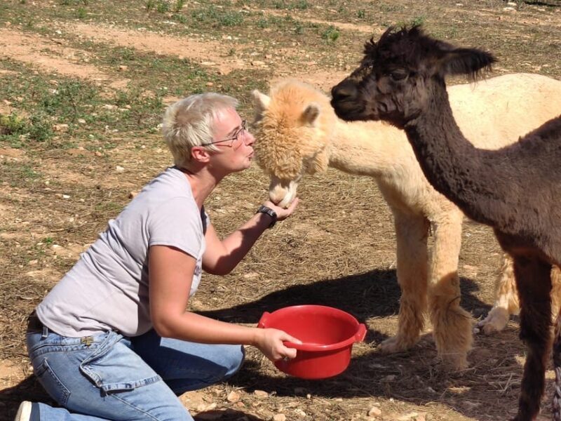 Felanitx, Mallorca: Alpacas Close-Up Experience - Frequently Asked Questions