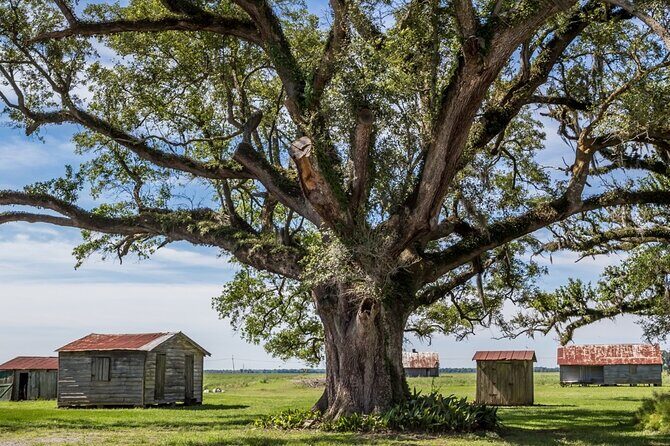 Felicity Plantation Tour - What Reviews Tell Us