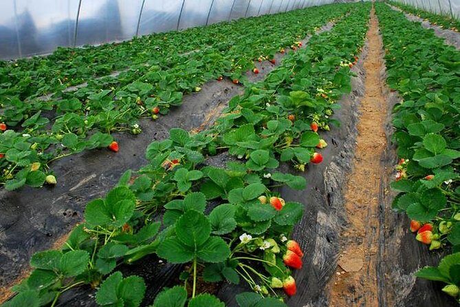 Fengjing Ancient Water Town Private Tour with Eco Farm Visit from Shanghai - A Deeper Look: What to Expect from the Tour