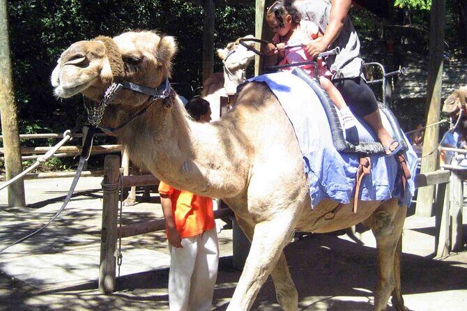 Fethiye Camel Riding at Gosht Town - Introduction