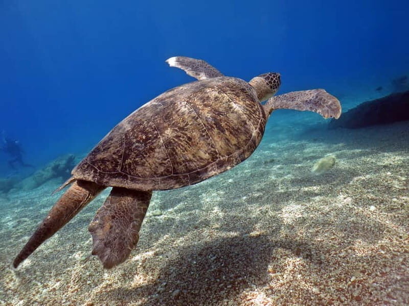 Fethiye: Ölüdeniz Scuba Diving Tour - FAQ About the Ölüdeniz Scuba Diving Tour