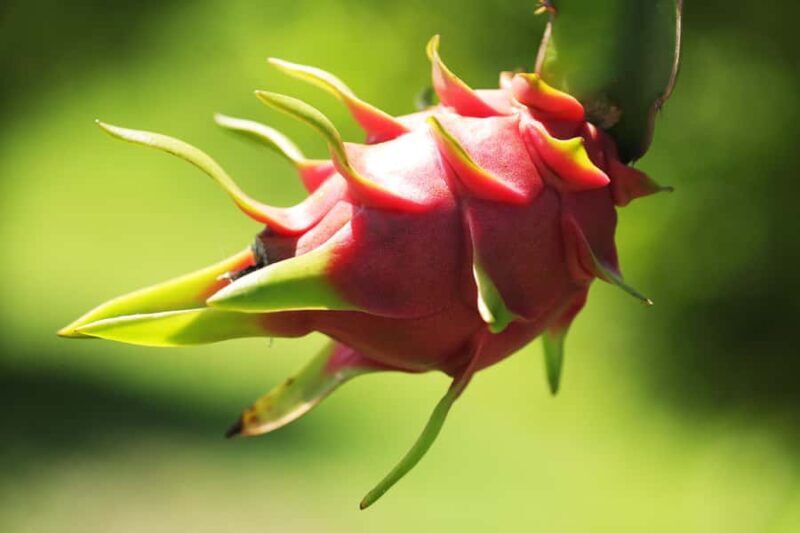 Fiji: Farm Tour: Animals, Honey Tasting & Fijian Cooking - Who Should Consider This Tour?