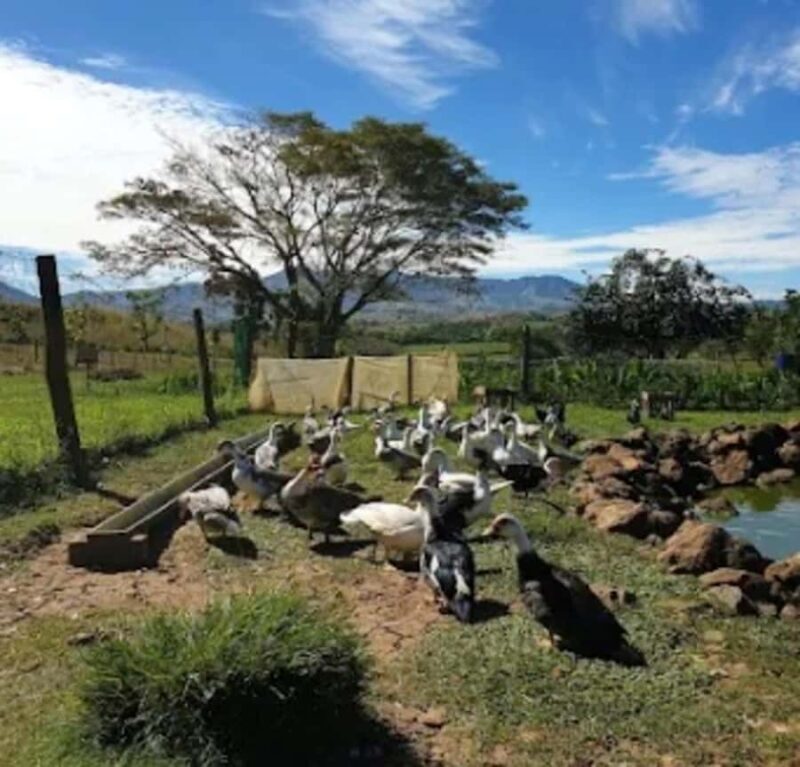 Fiji: Farm Tour: Animals, Honey Tasting & Fijian Cooking - FAQ