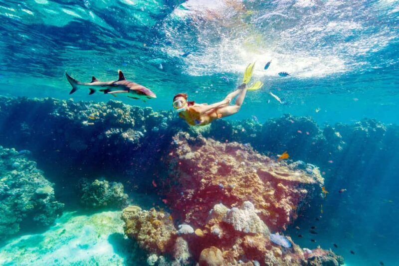 Fiji: Ultimate Encounters Snorkel with Sharks and Lunch - Key Points