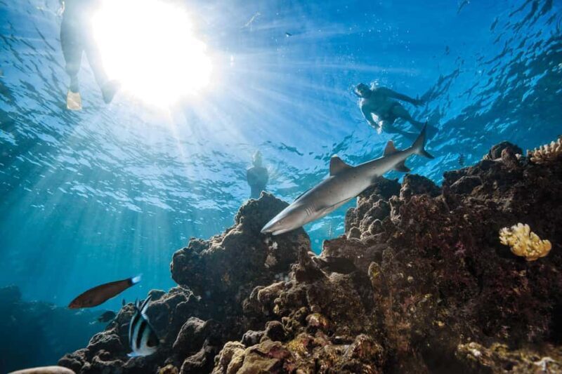 Fiji: Ultimate Encounters Snorkel with Sharks and Lunch - Costs and Value for Money