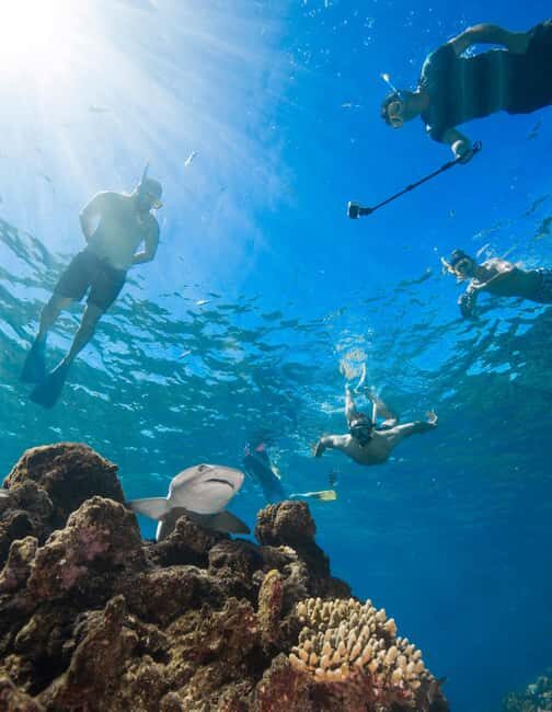 Fiji: Ultimate Encounters Snorkel with Sharks and Lunch - Frequently Asked Questions