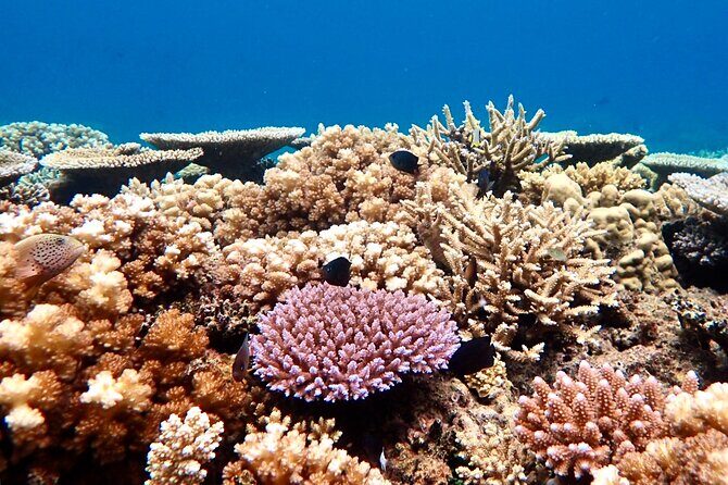 Fijis Best Dolphins tour and Snorkeling Adventure - Introduction: What Makes This Tour Stand Out?