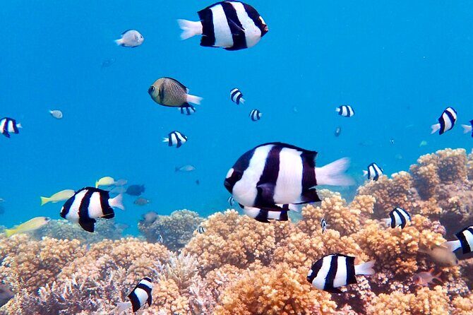 Fijis Best Dolphins tour and Snorkeling Adventure - FAQs