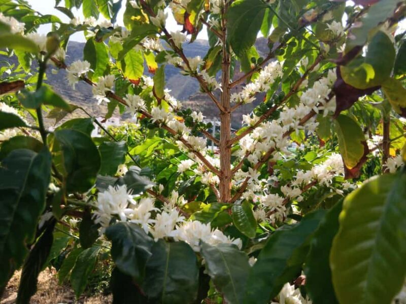 Finca Los Castaños: Agaete Valley Coffee Tour & Tasting - An Authentic Coffee Experience in the Agaete Valley