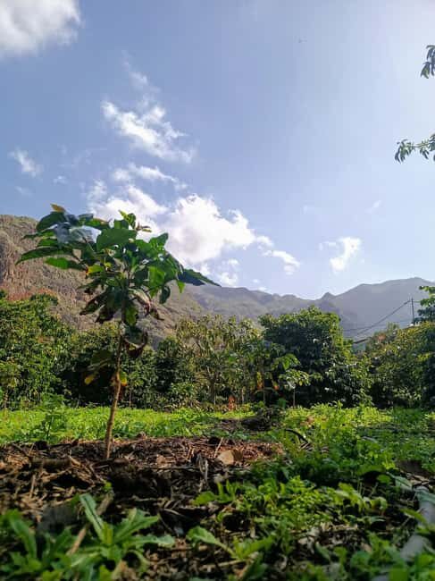 Finca Los Castaños: Agaete Valley Coffee Tour & Tasting - The Experience of the Tour Itself